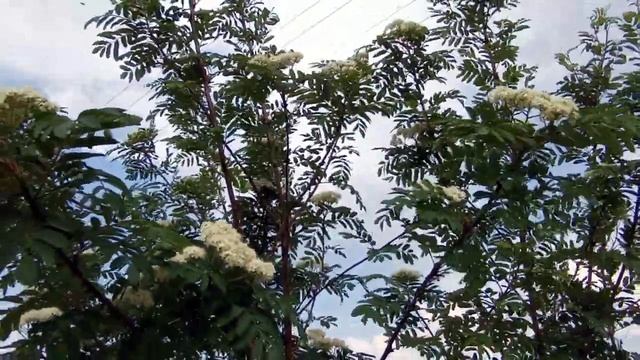 #цветущие_кустарники_в_мае#сад_мечты#цветущий_сад Цветущий май!Кто хочет чай_;).mp4