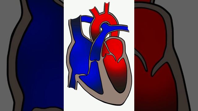 Аускультация собаки.  Тоны сердца в норме. Слушать в наушниках