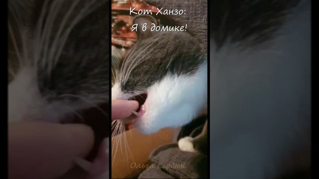 КОТ Ханзо - в домике