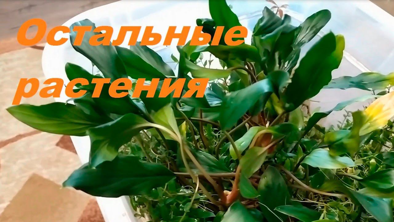 Остальные растения из меристемы. (Архив от 4.11.2022)