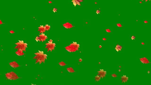 Хромакей! Кленовые листья