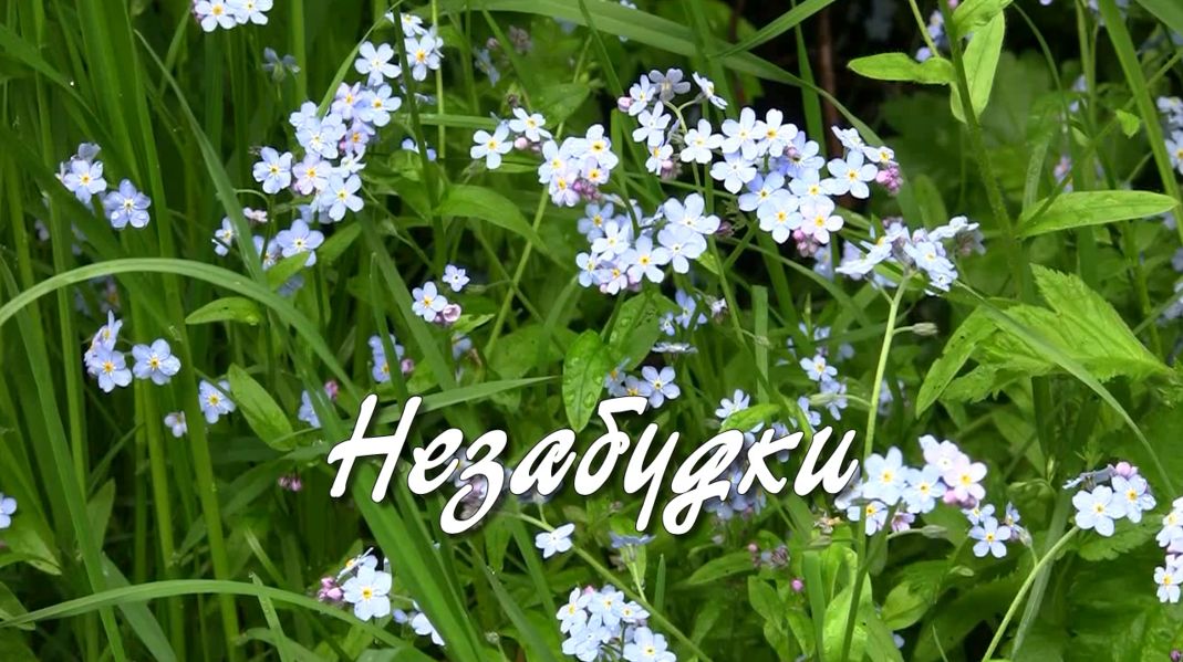 Незабудки. Дачные картинки 2022.mp4