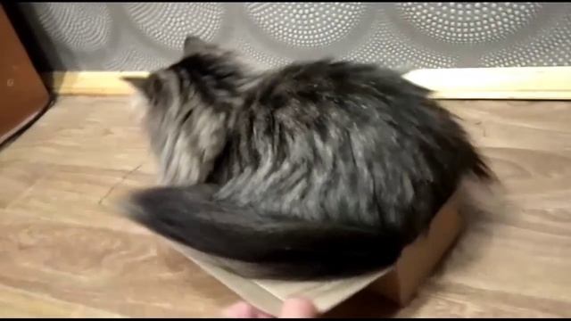 Муся Цирковая 1280x720 3,78Mbps 2022-06-14 01-29-04.mp4