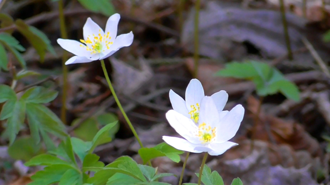 Звуки живой природы. Первоцветы. Пейзажи весны.