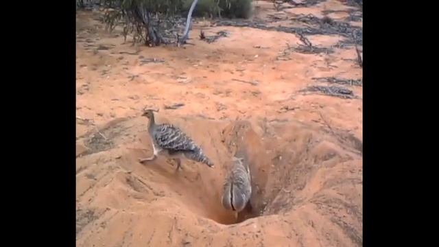 КОМАНДНАЯ РАБОТА #ПРИКОЛЫ #УГАР #ЮМОР #ПТИЦЫ