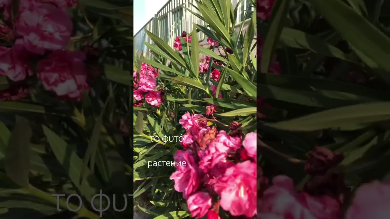 Растение на греческом языке #греческийязык #shorts