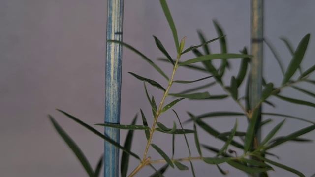 Мелалеука льняная 3