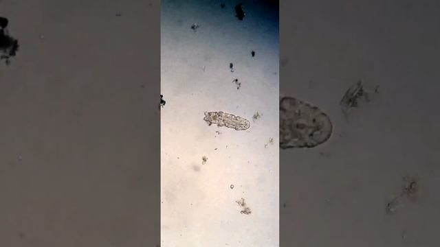 Тихоходка.mp4