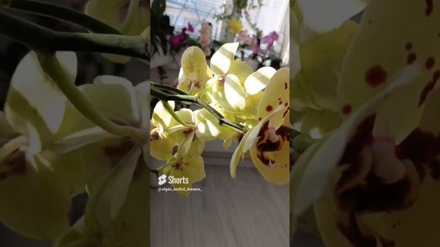 Там, где царит мир и покой 💕 #орхидеи #релакс #дом #уют