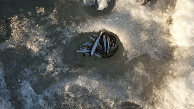 КОРЕЯНКА на зимней рыбалке. Владивосток 2021.mp4