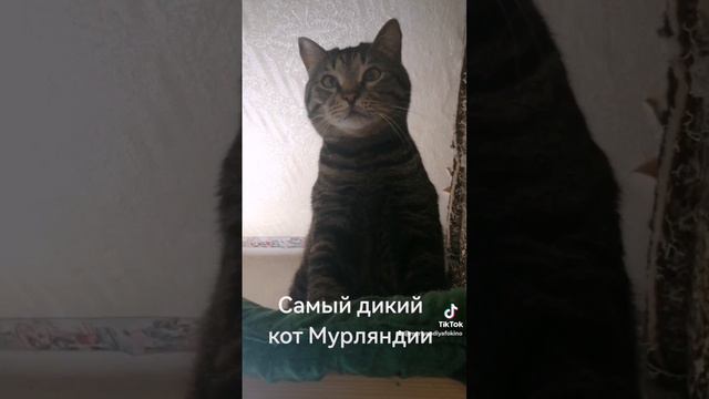 Федечка.mp4
