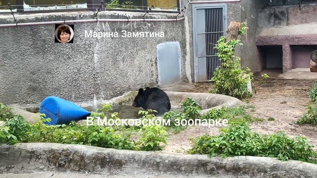 В Московском зоопарке созданы комфортные условия для обитателей.