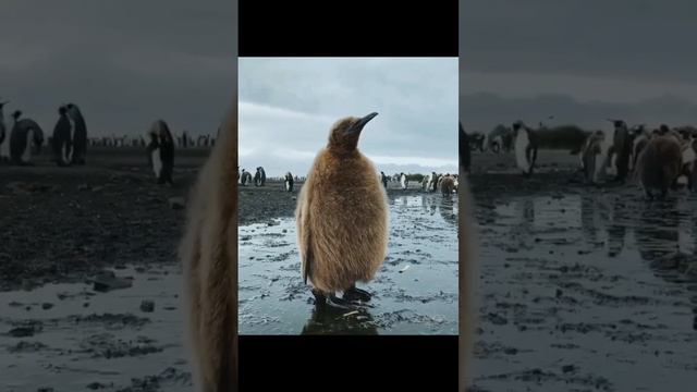 пингвин в шубке