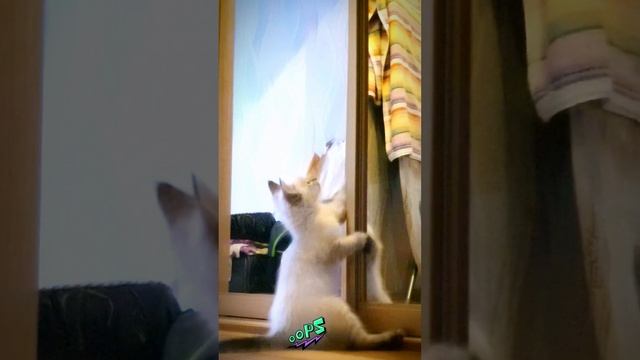 Мяу! Упс?
#кокос #котики