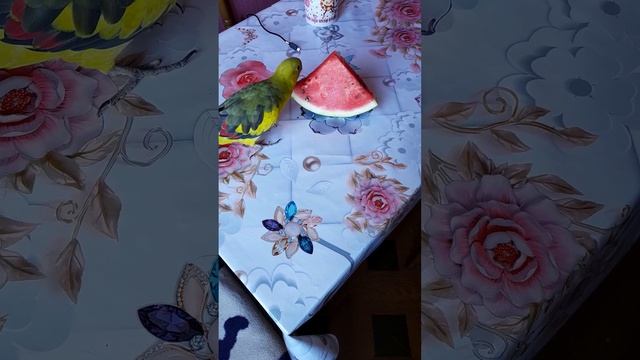 гена и арбуз .mp4