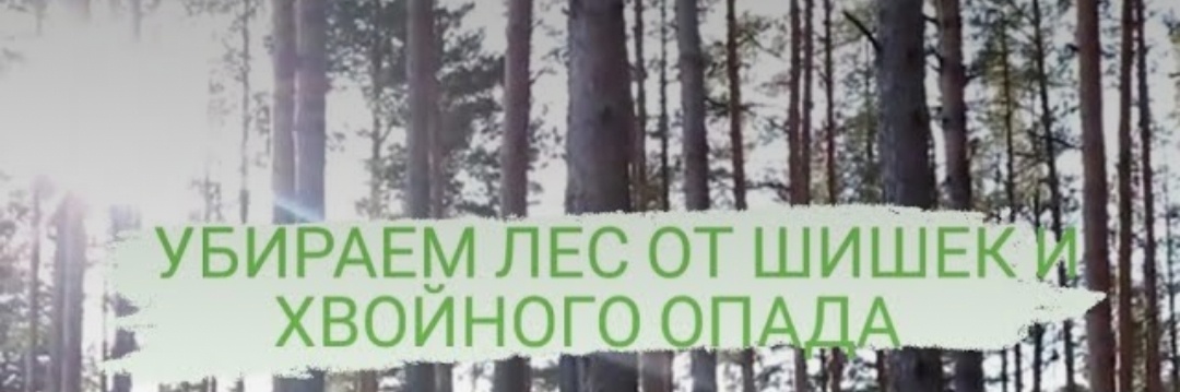 УБИРАЕМ ЛЕС ОТ ШИШЕК И ХВОЙНОГО ОПАДА. И ЛЕС БУДЕТ ЧИЩЕ, И НАМ МУЛЬЧА?