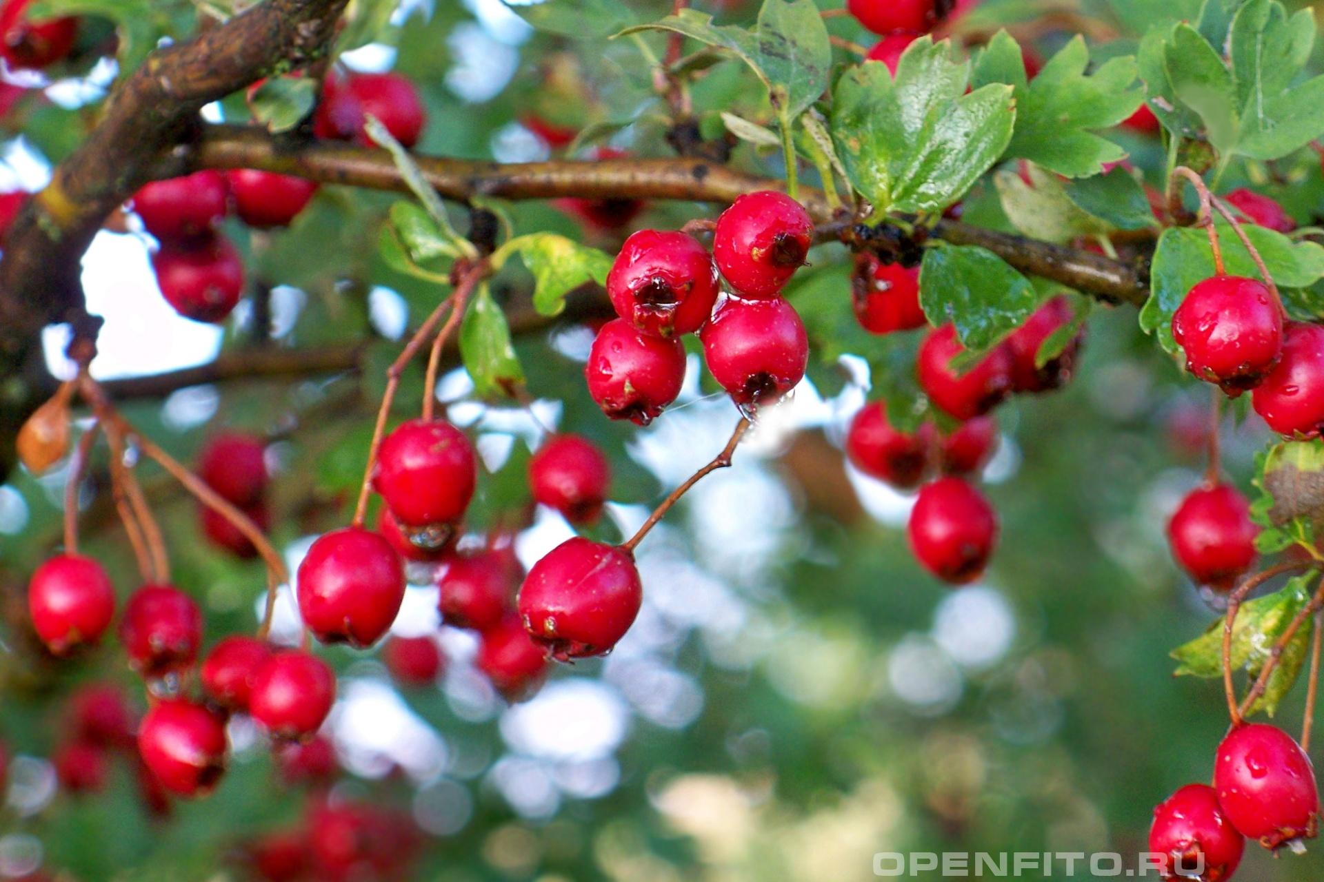 Боярышник на самогоне.Настойка.