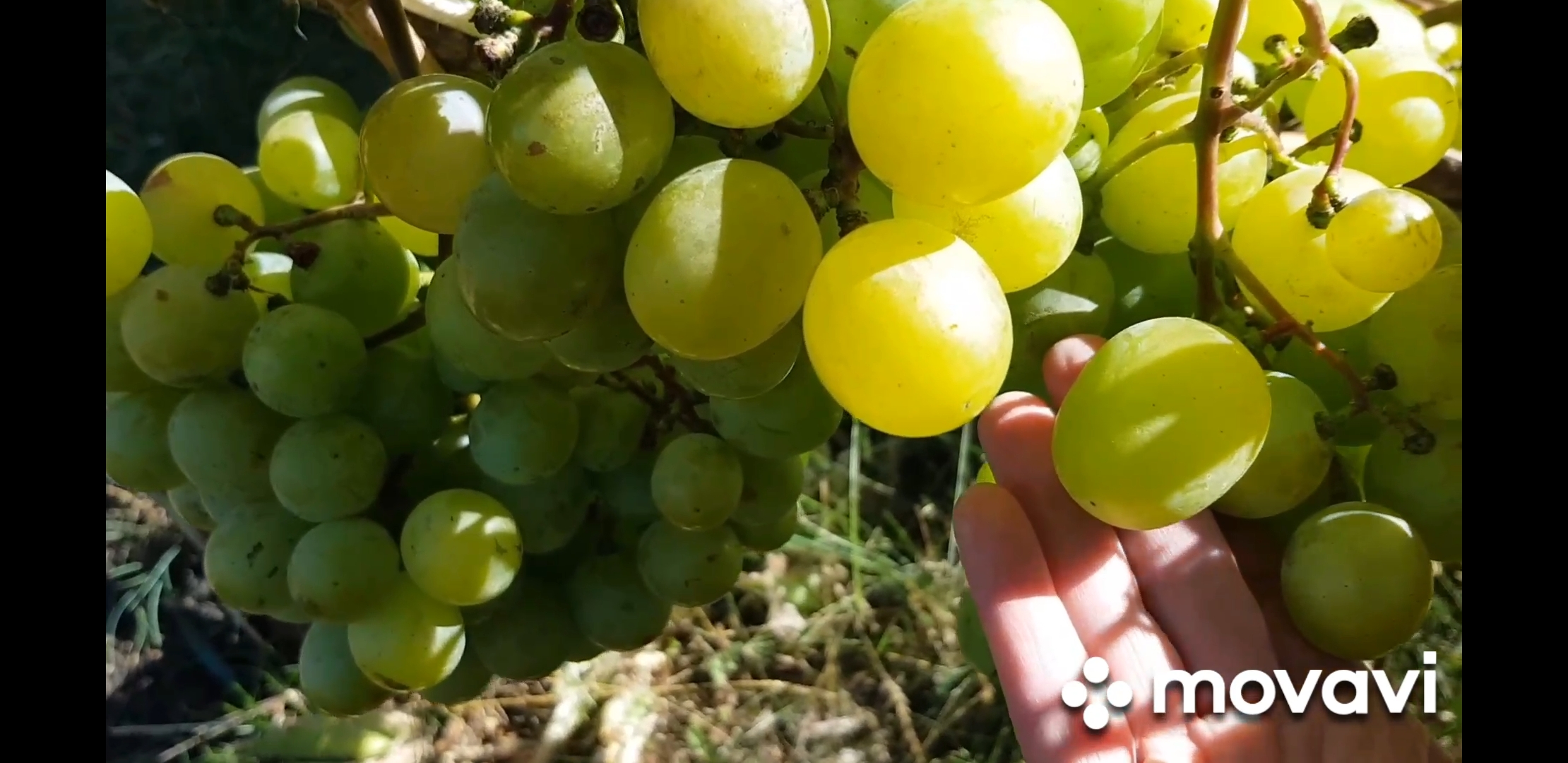 Сорт винограда Талисман