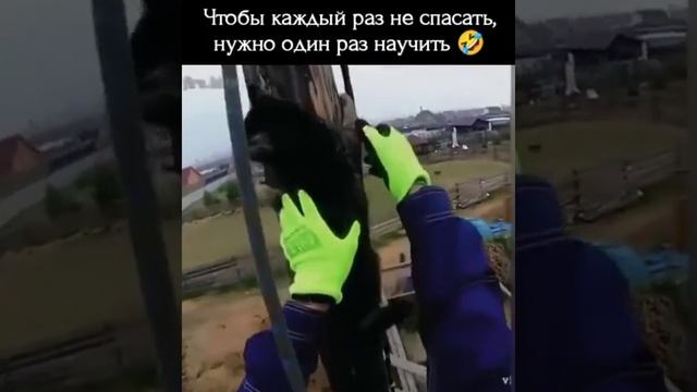 УЧИМ КОТА ЛАЗИТЬ