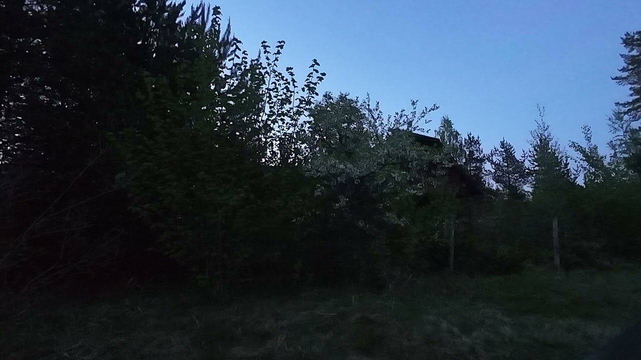 Early morning. Birdsong. Sounds of nature.