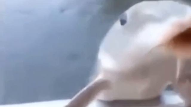 Жажда рыбки