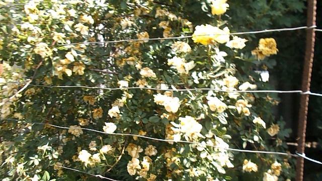 DSCN5517.AVI Мой любимый можжевельник