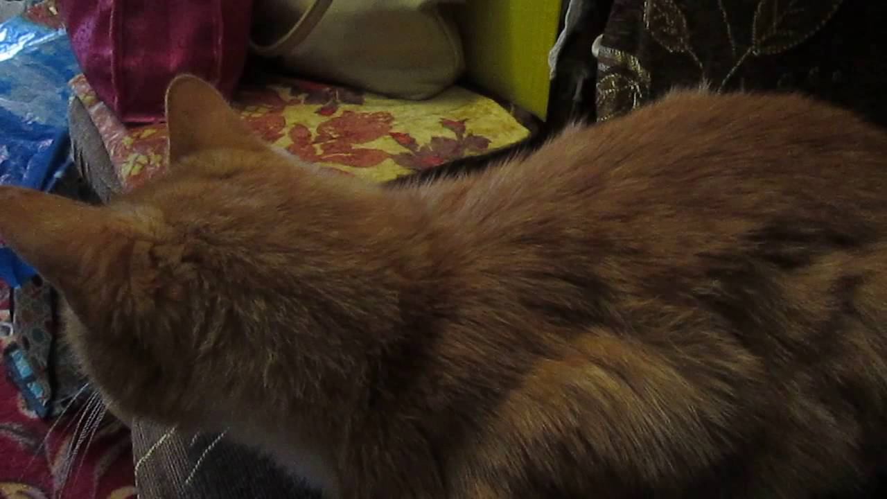 Рыжик : "Какие сапоги? У меня их отродясь не было...."