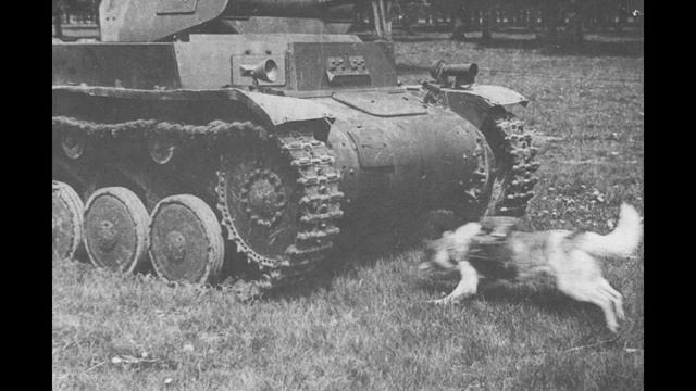 Собаки_Антон Акимов