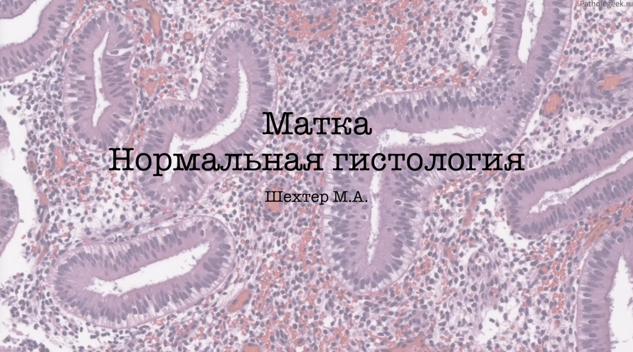 Матка. Нормальная гистология