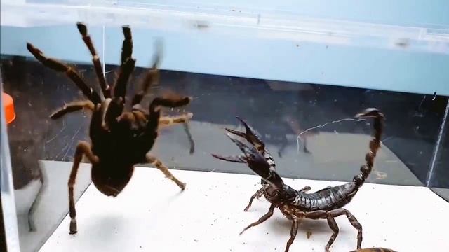 Эскперимент - бой Тарантула и Скорпиона. Бои самых опасных и неожиданных животных!