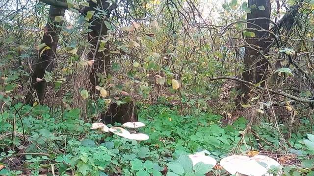 Гриб ЗОНТИК! Осеннии грибы.