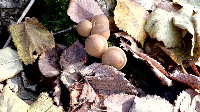 Дождевик на стволе берёзы