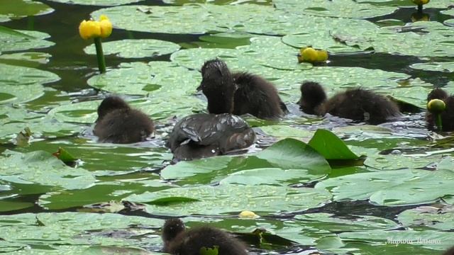 Утята хохлатой чернети среди кубышек в Павловском парке.