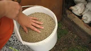 Кормлю бройлеров, любуюсь ящерицами, слушаю стрекот саранчи.