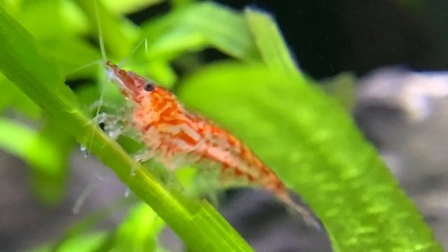 Содержание креветок вишня видео на #рутубе