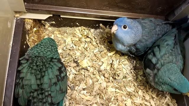 Птенцы Катаринок перед вылетом из гнезда