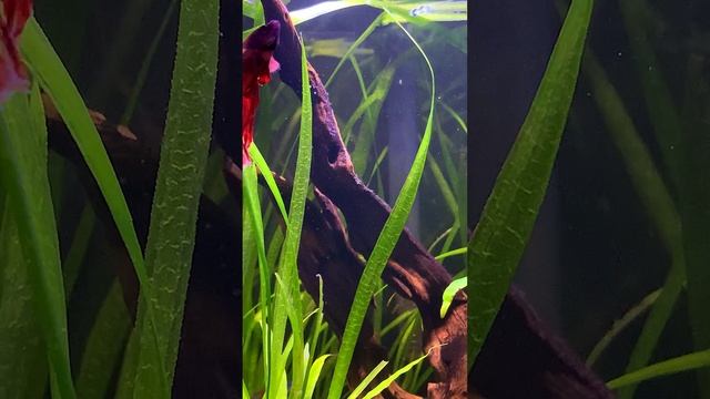 Аквариумистика #бойцовая рыбка
