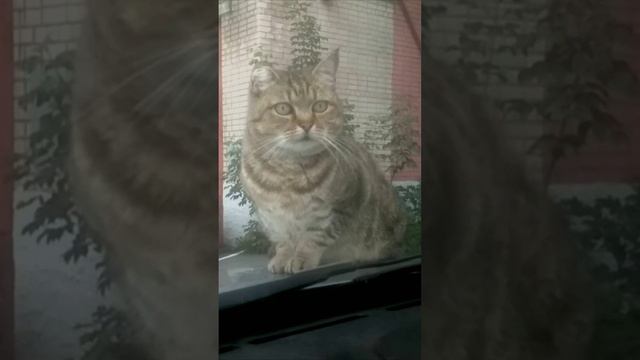 Котэ не ожидал такого поворота