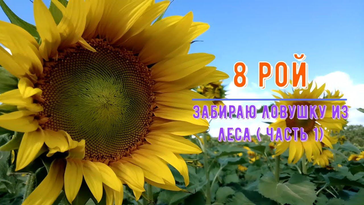 8 рой пчел сезон 2024