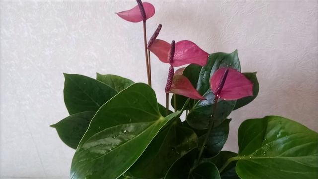 Антуриум Бэби Пурпур (Baby Purple), видео обзор сорта