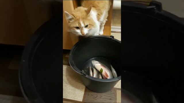 Вениамин ловит Рыбку с ведра.