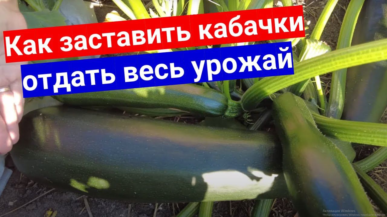 Кабачки устали плодоносить, как заставить их отдать весь урожай до конца.