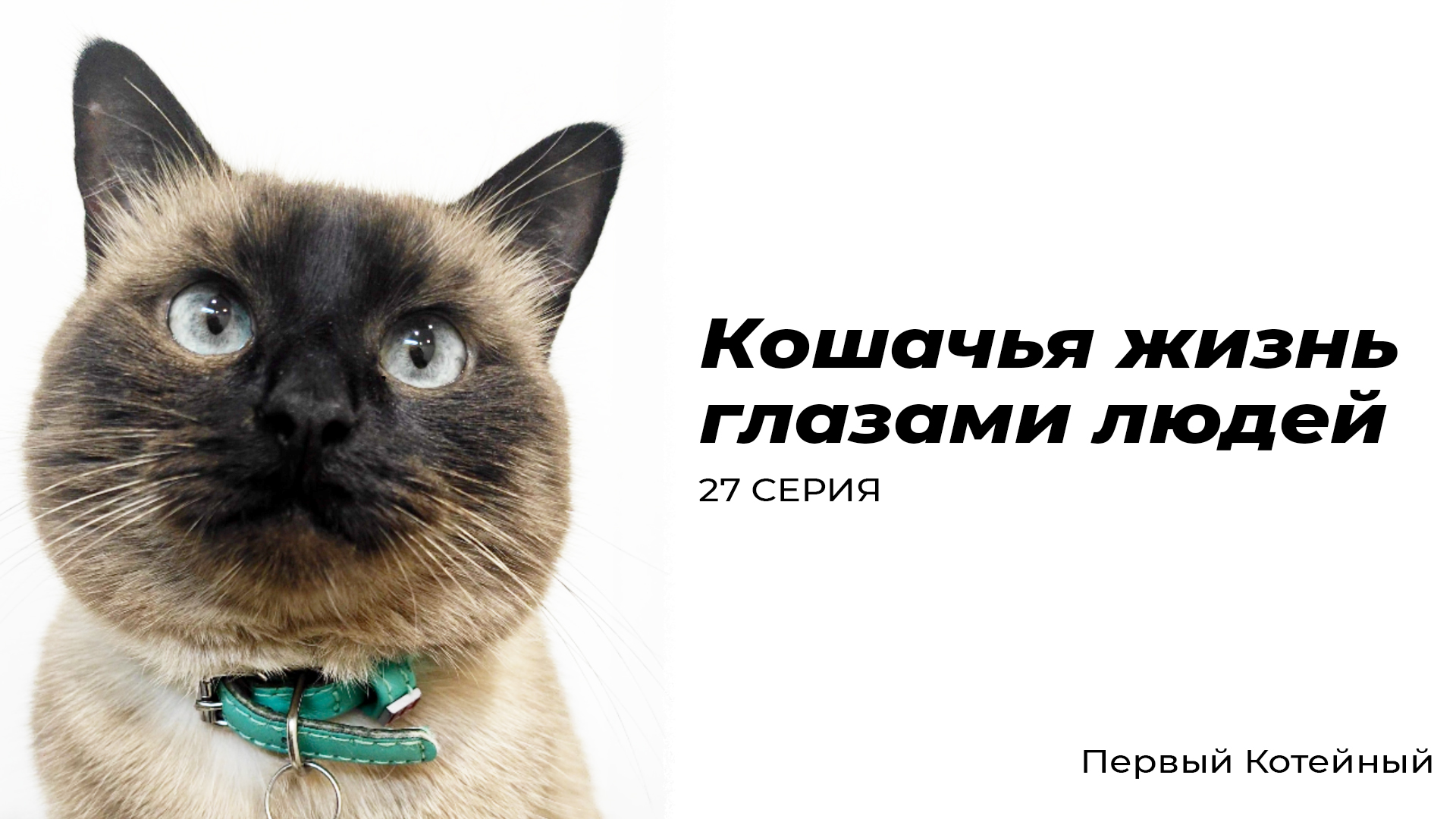 Кошачья жизнь глазами людей — 27 СЕРИЯ