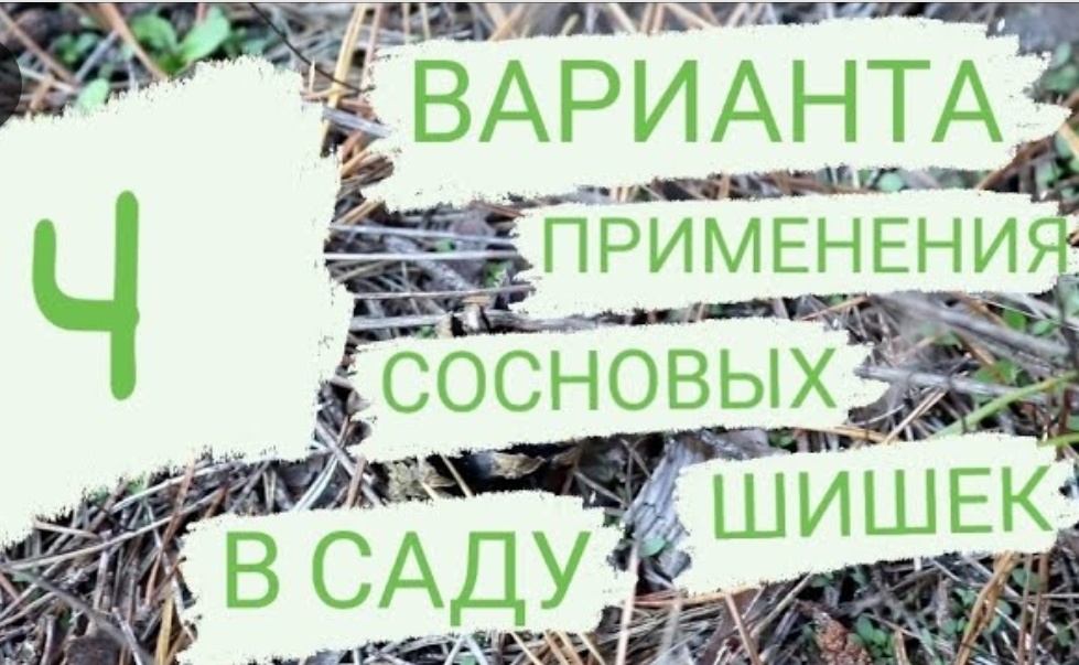 СОСНОВЫЕ ШИШКИ: КАК ПРИМЕНЯТЬ В САДУ? 4 ВАРИАНТА ПРИМЕНЕНИЯ СОСНОВЫХ ШИШЕК!