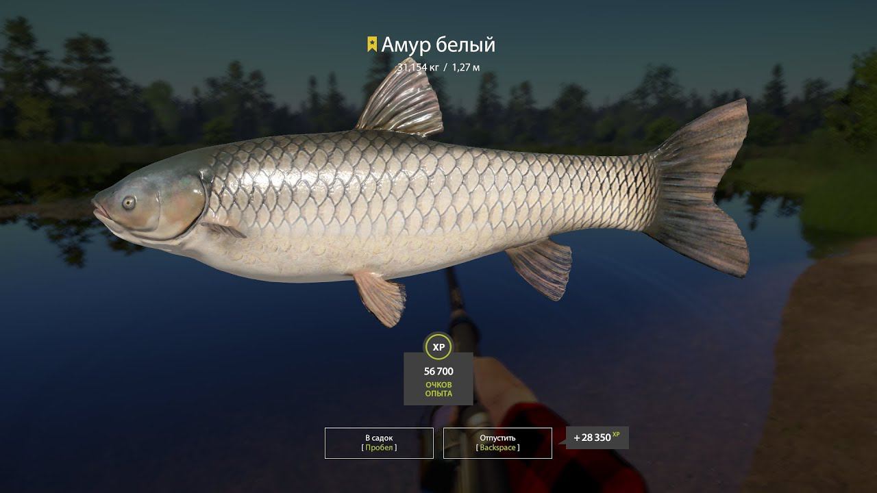 Russian Fishing 4 МЕДВЕЖКА. АМУР