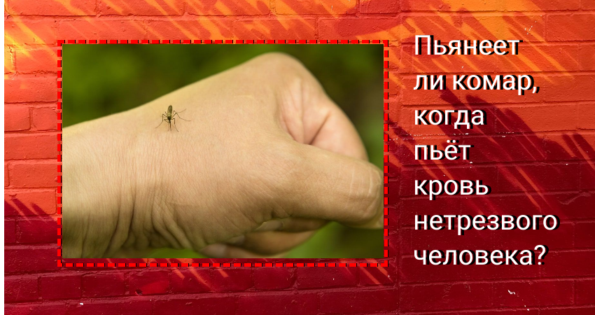 Пьянеет ли комар, когда пьёт кровь нетрезвого человека?