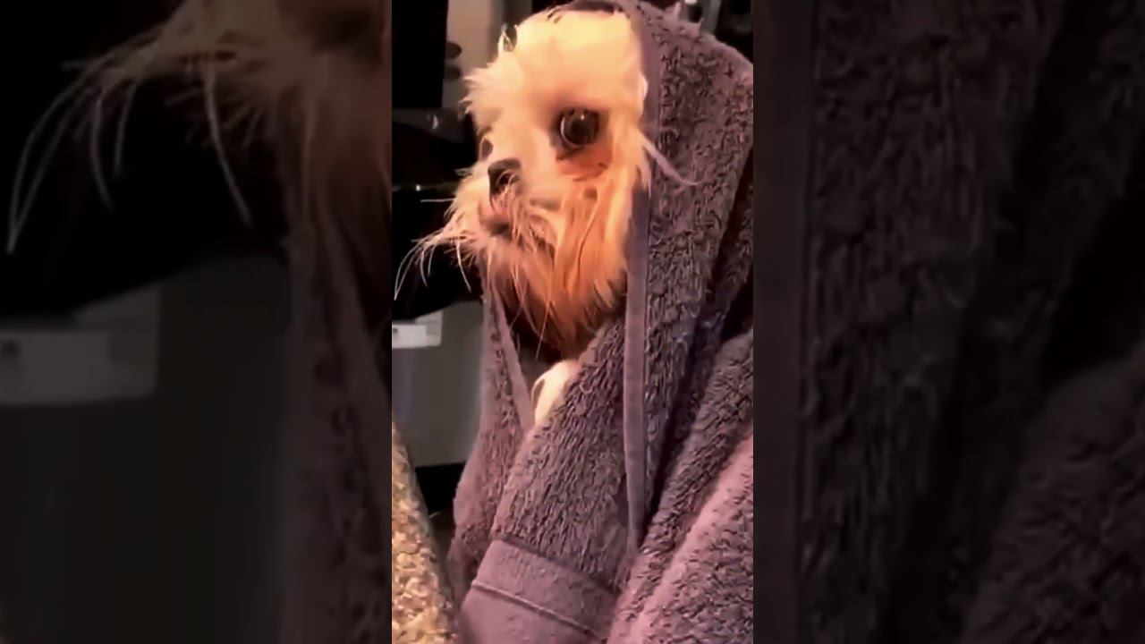 Ура, пятницооо! #humor #meme #memes #dog