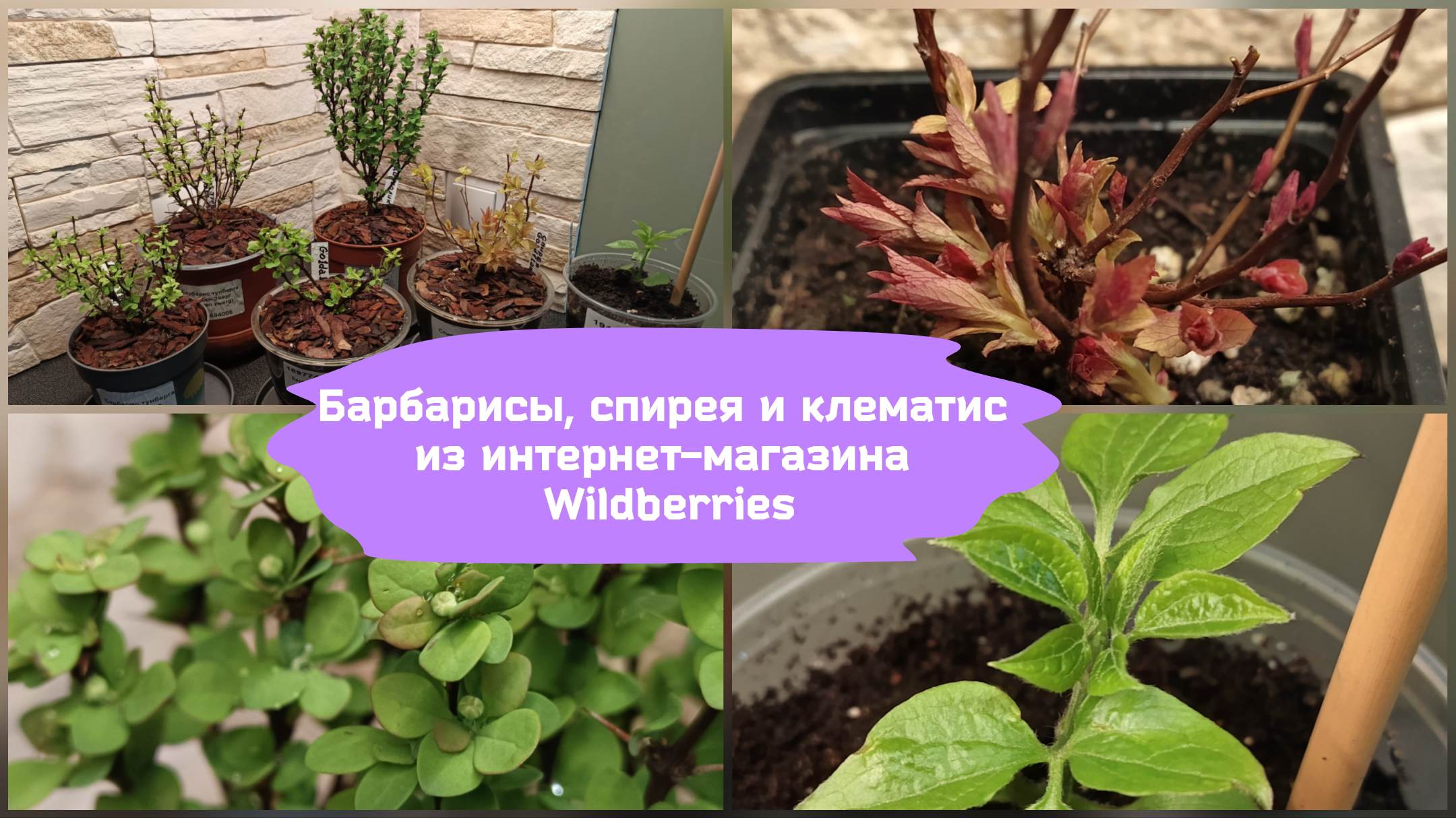 Барбарисы, спирея и клематис из интернет-магазина Wildberries.