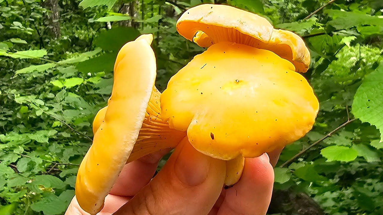 Море ЛИСИЧЕК! Грибы в Подмосковье