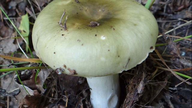 Какие грибы едят сырыми.